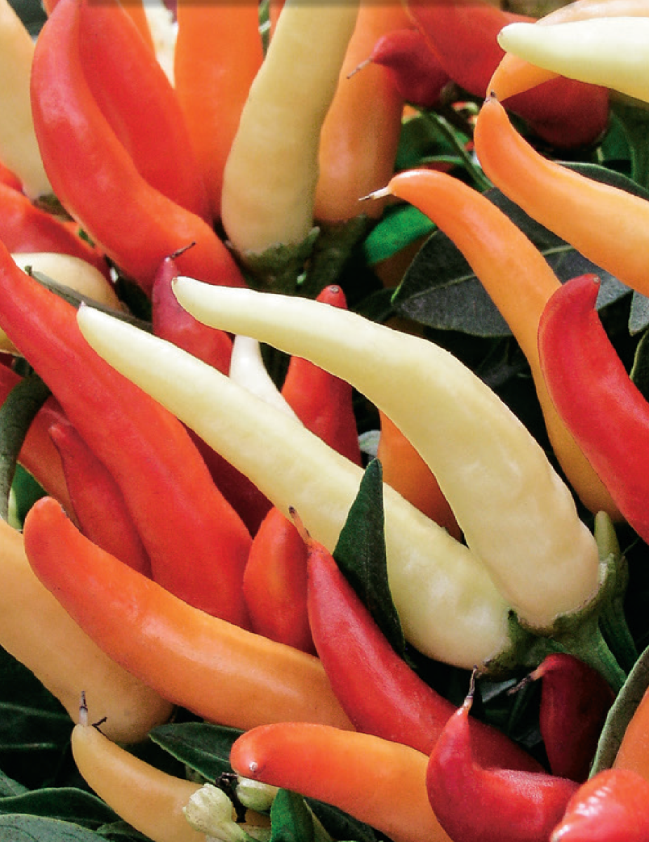 Fire and Ice Chilli Seeds | Mr Fothergill's