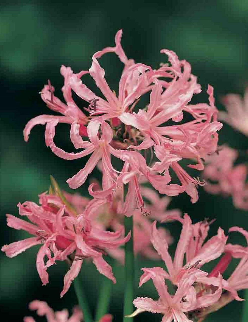 Rosea Nerine Bulbs | Mr Fothergill's
