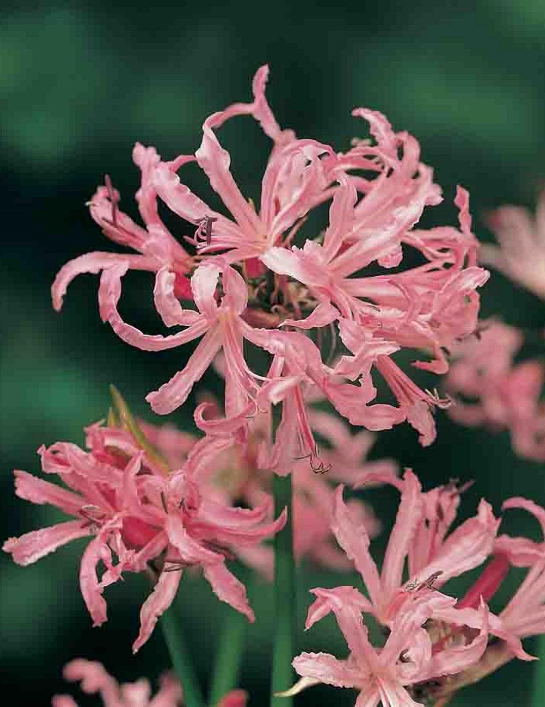 Rosea Nerine Bulbs | Mr Fothergill's