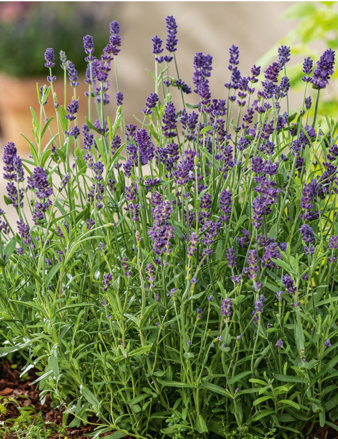 English Dwarf Lavender Seeds | Mr Fothergill's