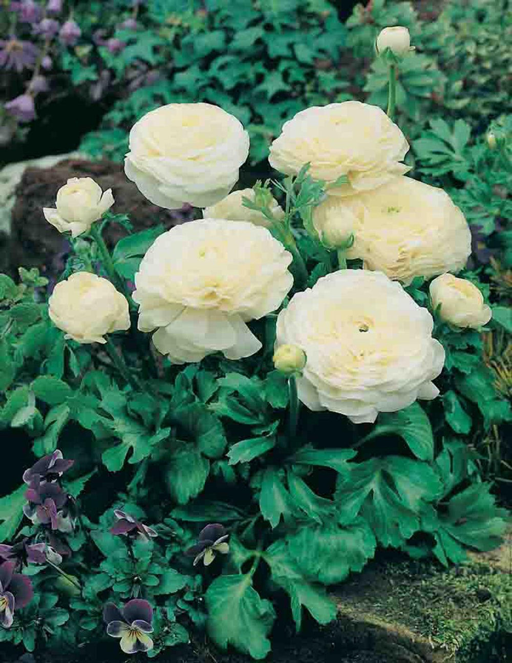White Cloud Ranunculus Bulbs | Mr Fothergill's