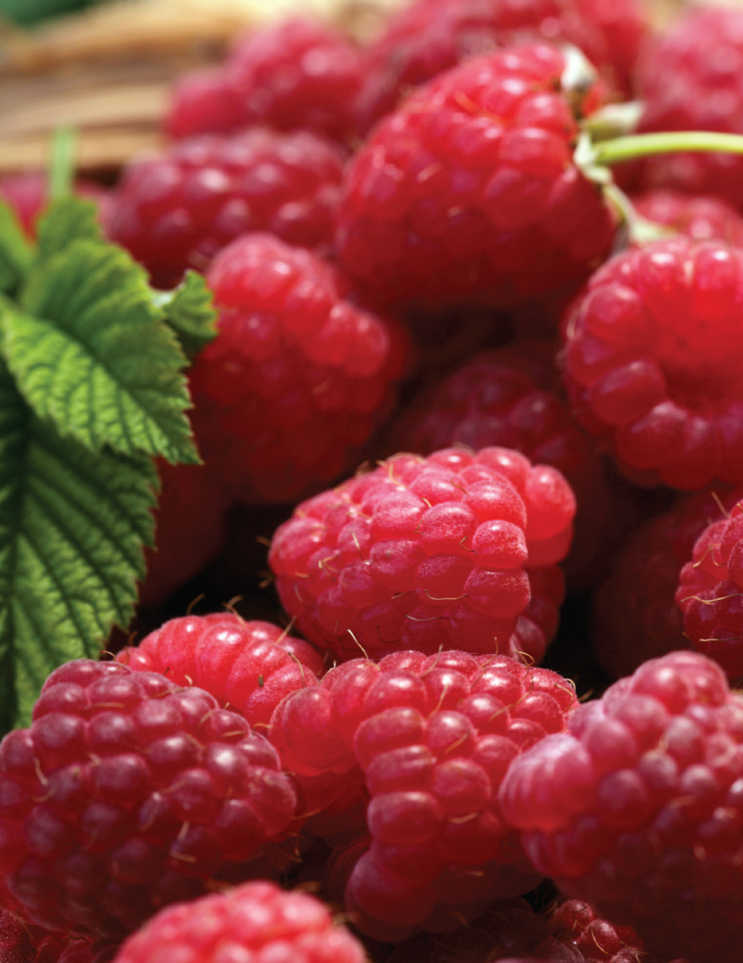 Serpells Willamette Raspberry Canes | Mr Fothergill's