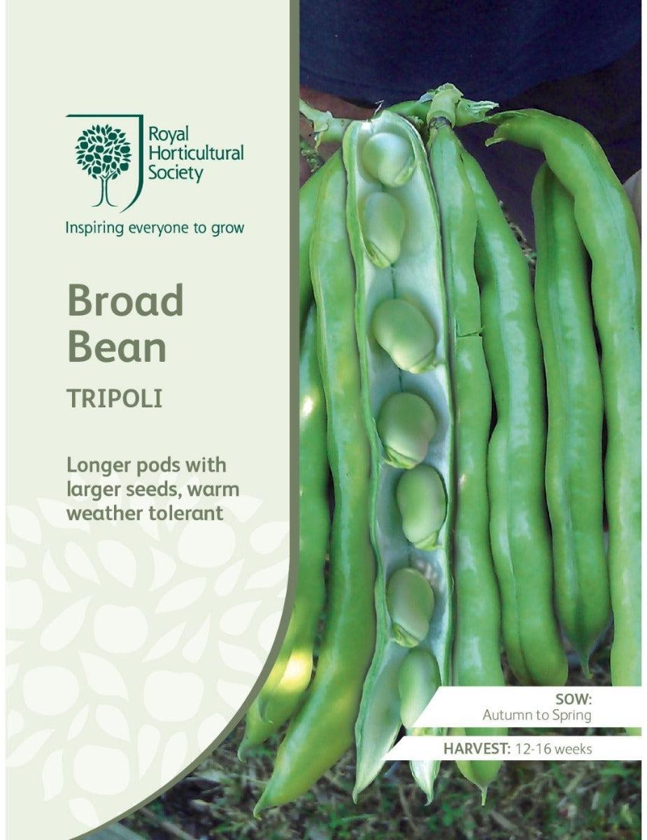 Tripoli Broad Bean Seeds | Mr Fothergill's
