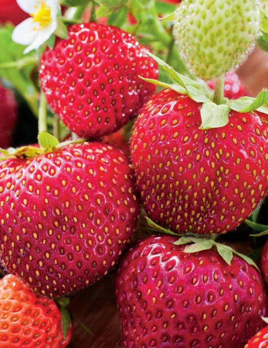 Tioga Strawberry Crowns | Mr Fothergill's