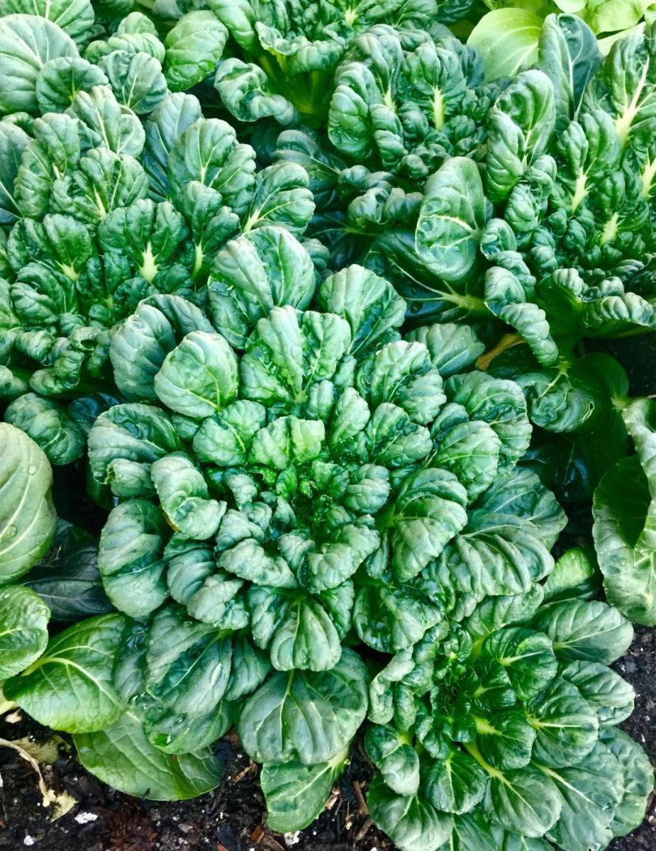 Bok Choi | Bok Choi Seeds | Mr Fothergill's