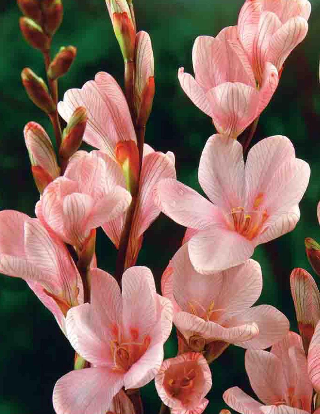 Rose Lace Tritonia Bulbs | Mr Fothergill's