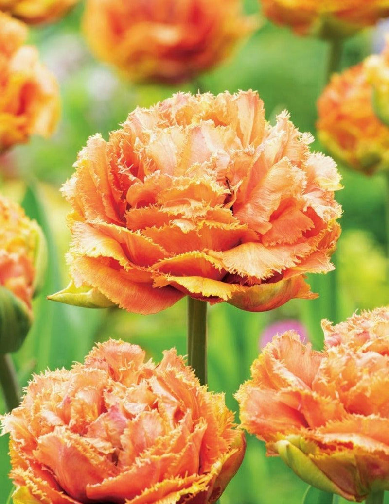 Sensual Touch Tulip Bulbs | Mr Fothergill's