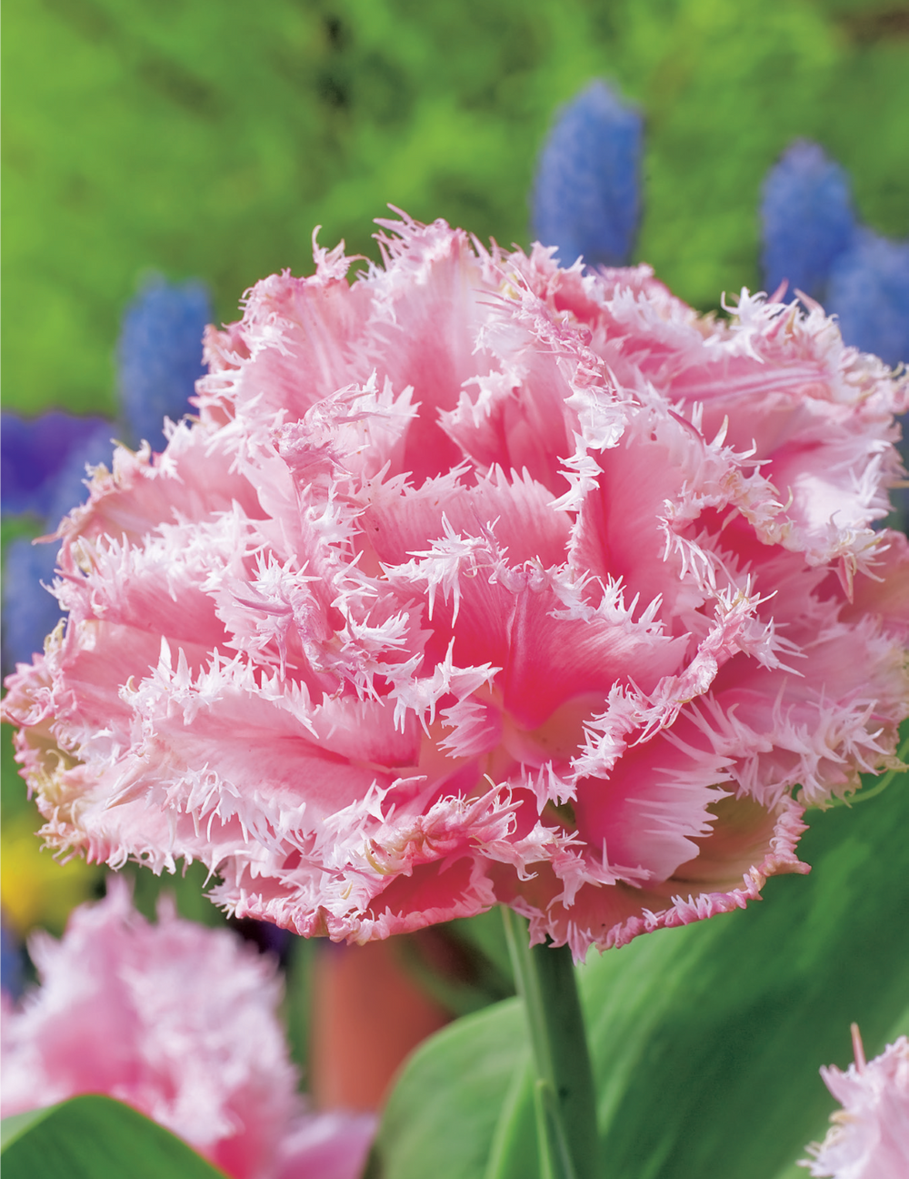 Tulip Bulbs | Flower Bulbs | Mr Fothergill's Seeds