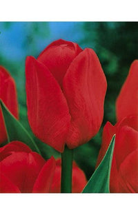 Tulip Bulbs | Flower Bulbs | Mr Fothergill's Seeds