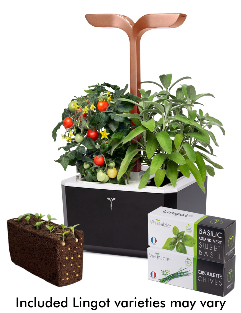 Véritable Indoor Garden | Veritable Lingots | Mr Fothergill's