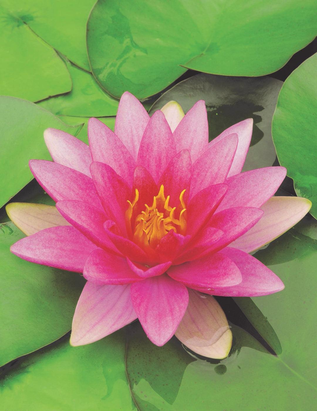 Waterlily Mrs Richmond Bulbs | Lily Pad Bulbs | Mr Fothergill's