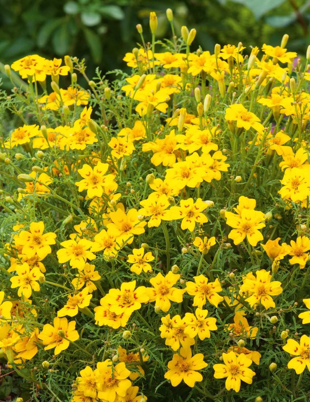 Lemon Gem Marigold Seeds | Mr Fothergill's