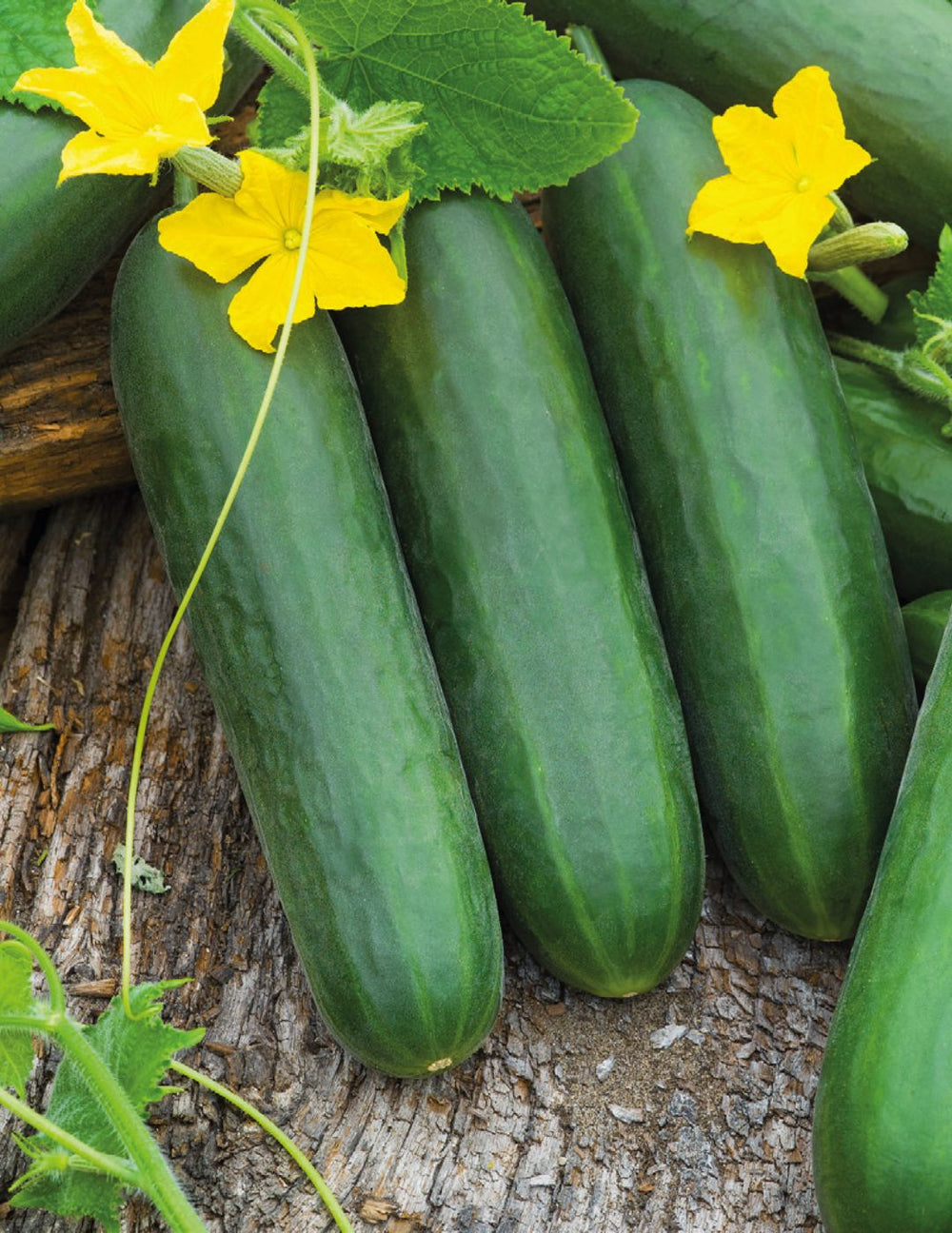 Cucumber Seeds | Baby Cucumber Seeds | Mr Fothergill's