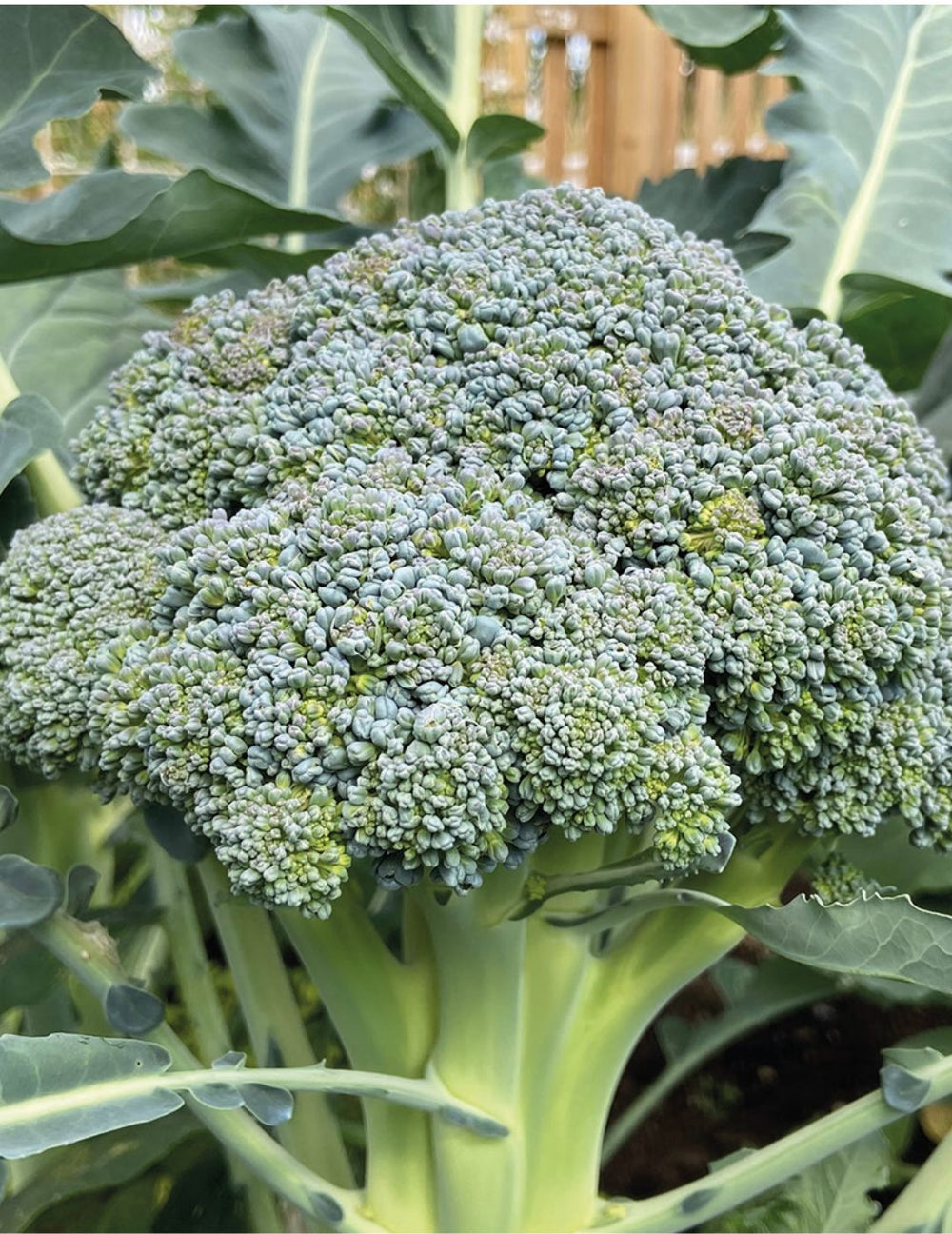 Marathon F1 Broccoli Seeds | Mr Fothergill's
