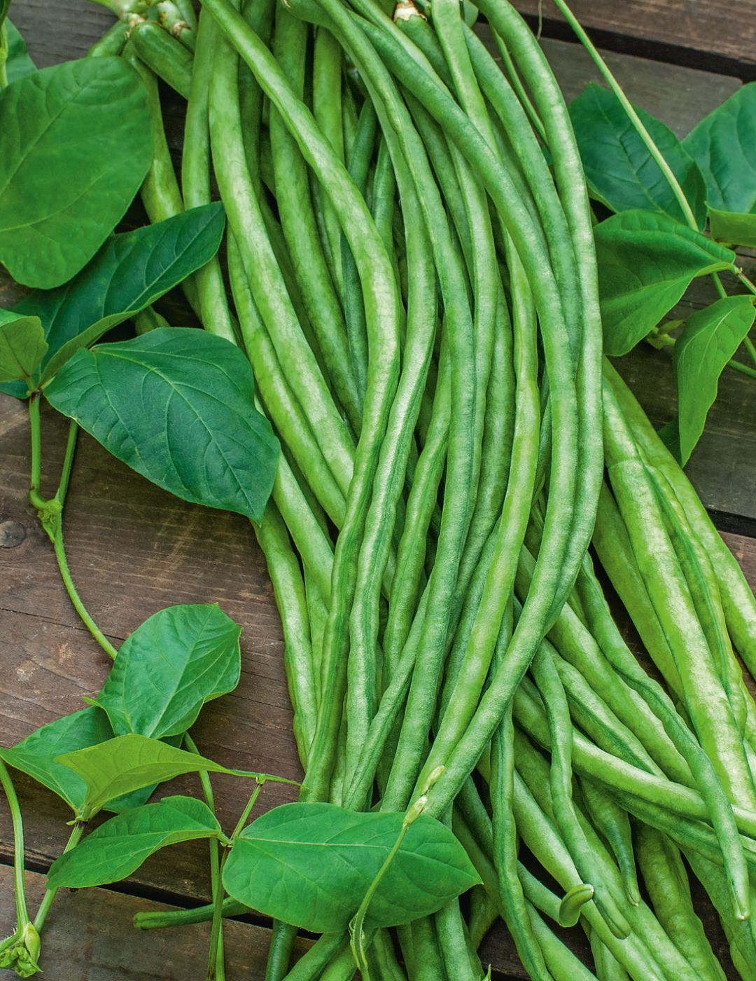 Snake Bean Seeds | Mr Fothergill's