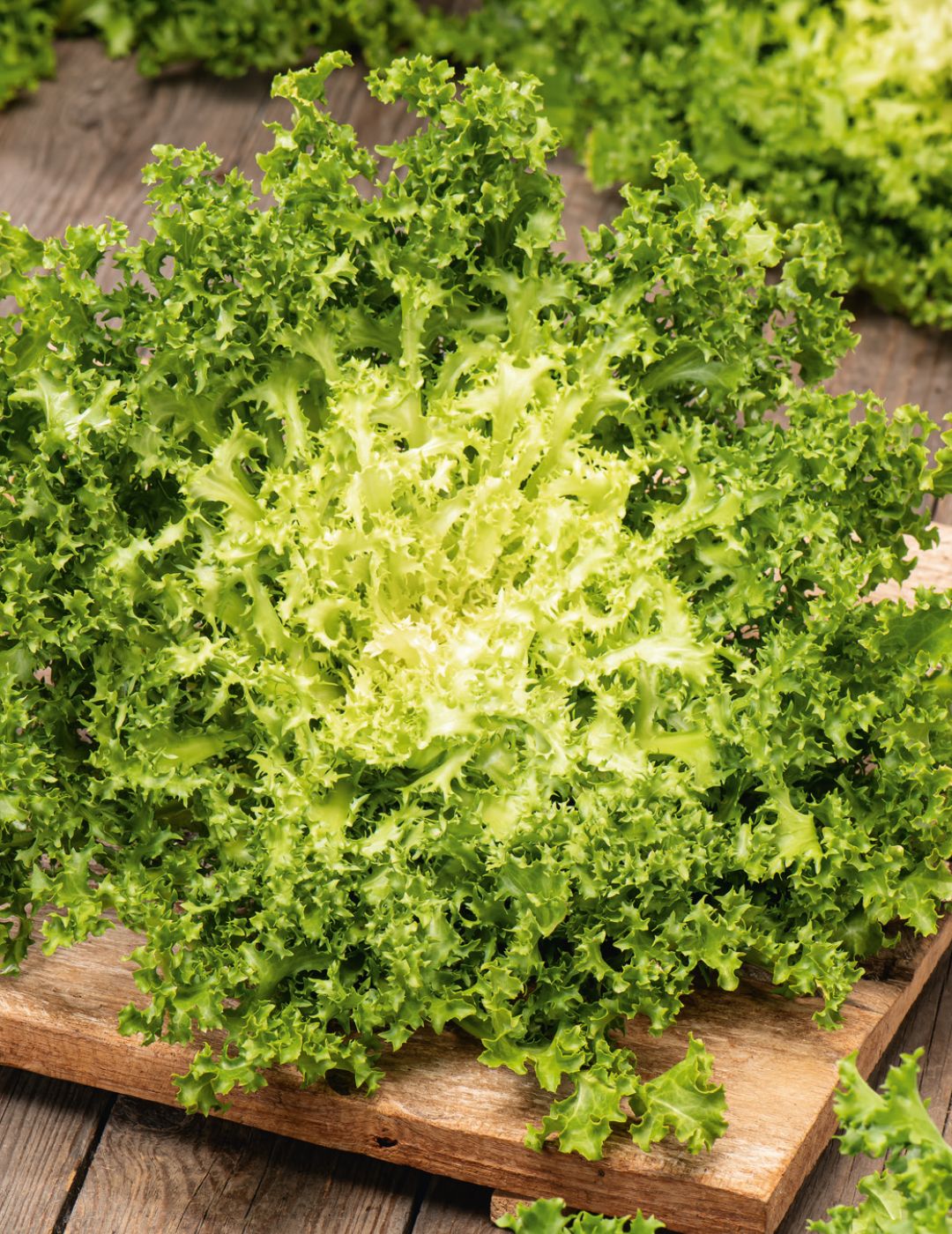 Endive Ruffec Green Curled Seeds | Mr Fothergill's