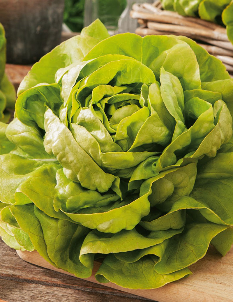 All Year Round Lettuce Seeds | Mr Fothergill's
