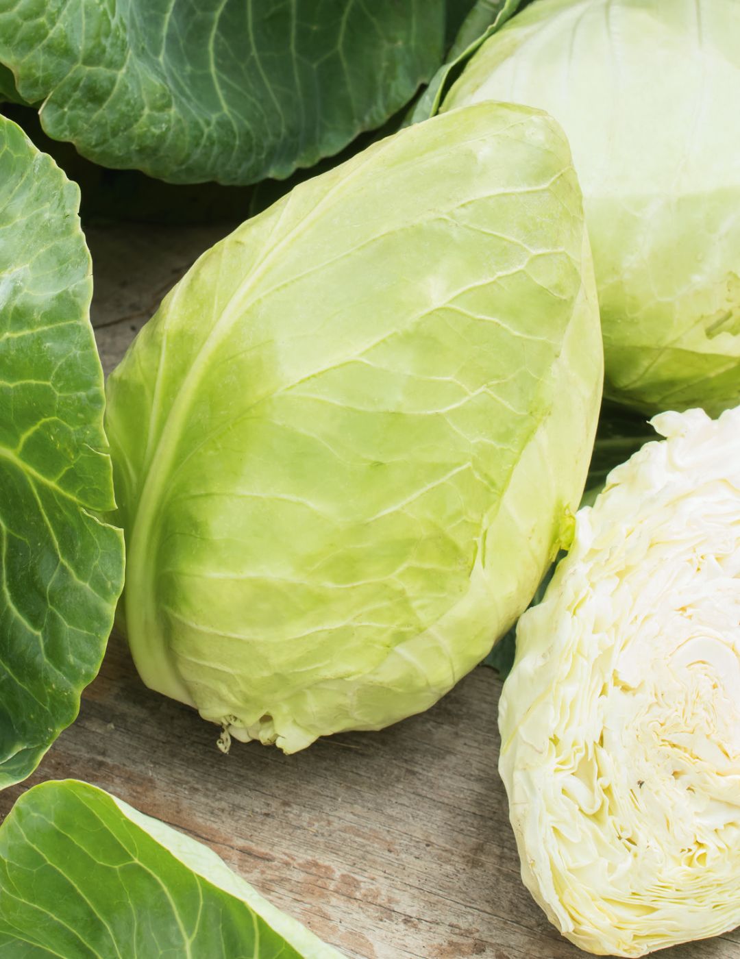 Sugarloaf Cabbage Seeds | Mr Fothergill’s Seeds