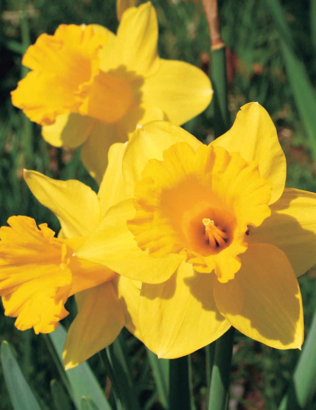 Daffodil Welcome Bulbs | Mr Fothergill's